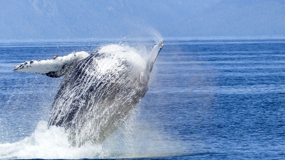 Rekordszámú kék bálna gyűlt össze az Atlanti-óceán szigeténél - Ripost
