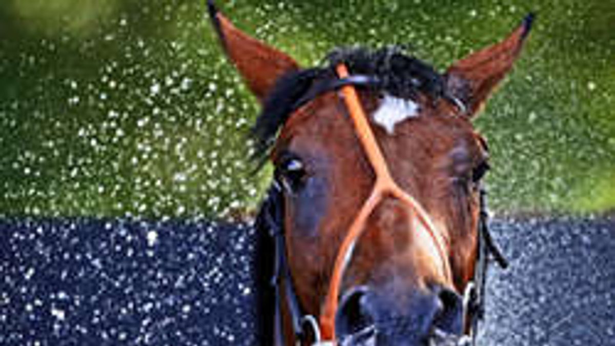 Összetört az állatkínzó lovast agyontaposó ló