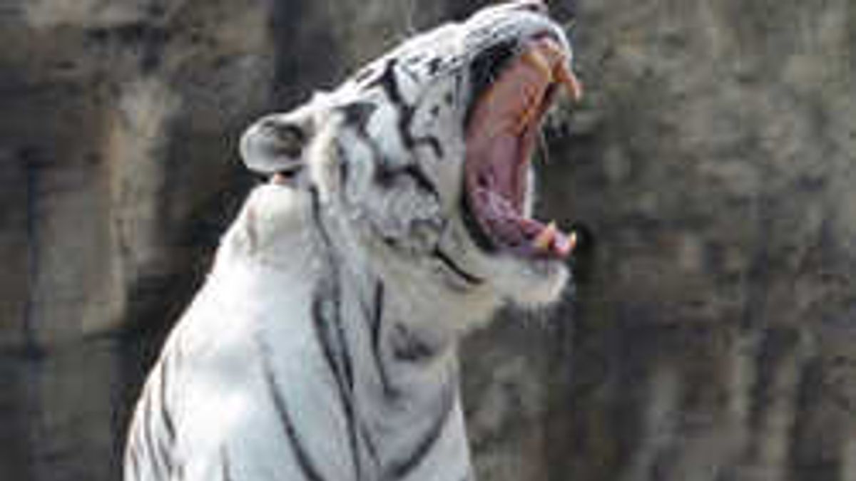 Dráma az állatkertben: brutális, ahogy kivégezte gondozóját a fehér tigris