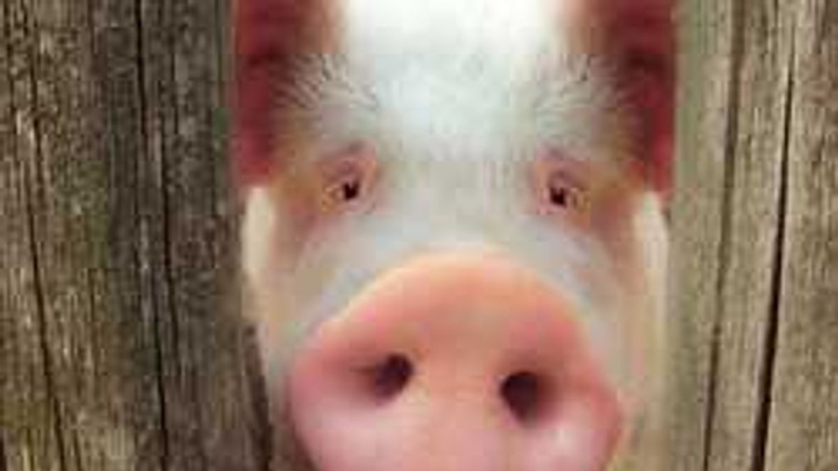 Hamarosan változik a disznóhús ára