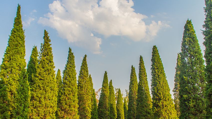 Mit ültess a kertbe, ha kihaltak a tuják? - Ripost