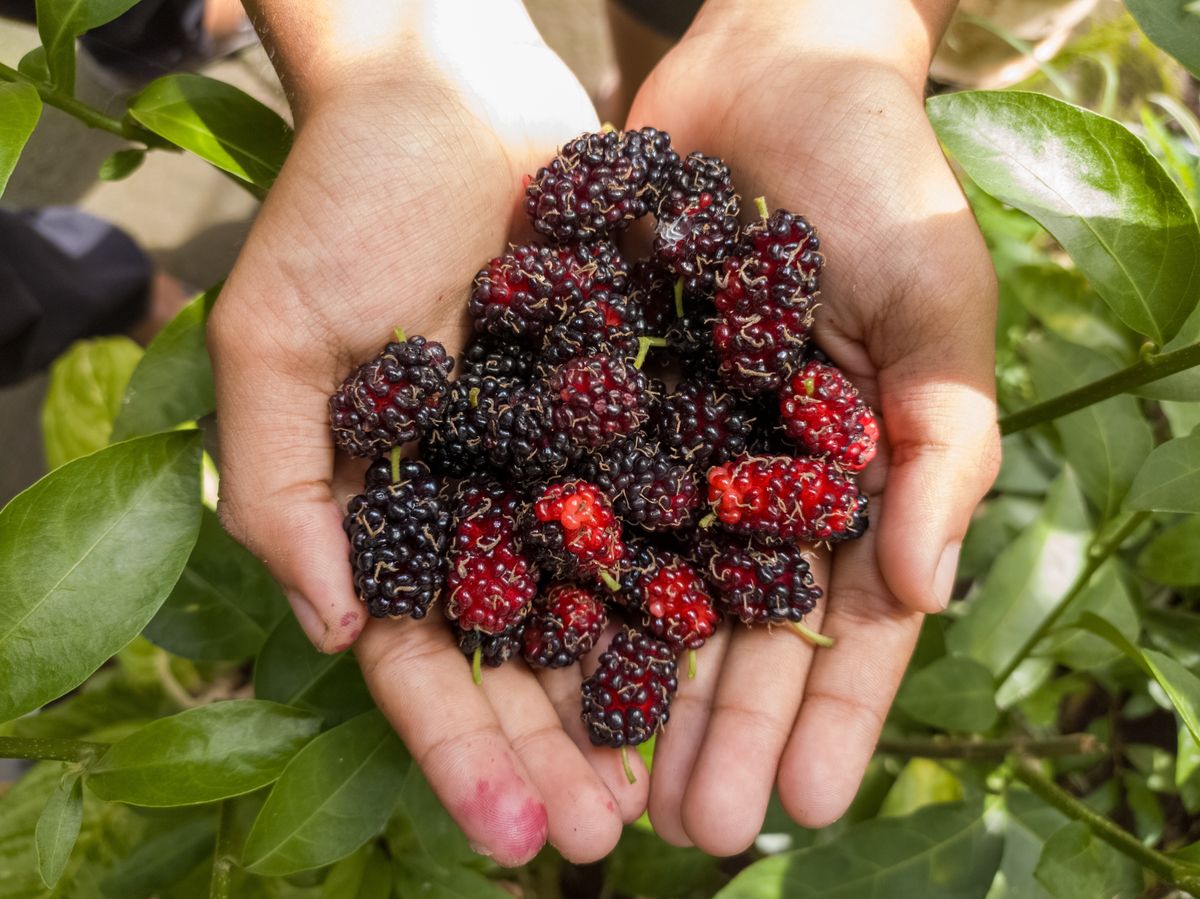 Igazi gyógyír a faeper, az elfeledett magyar gyümölcs