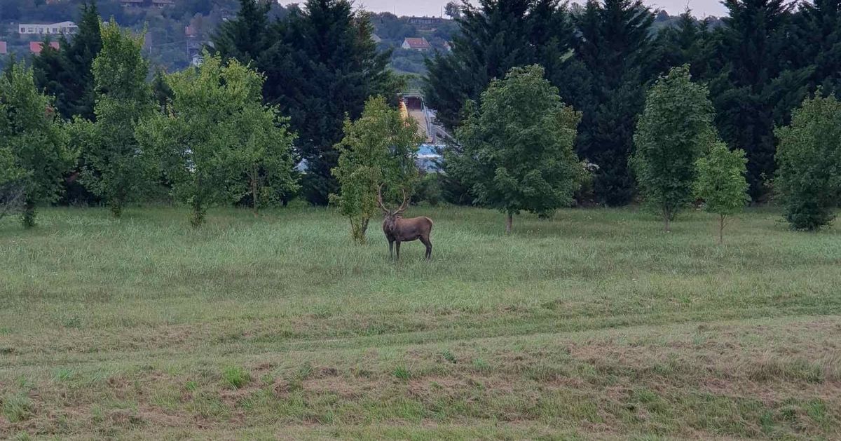 Szarvasbika kóborolt Bonyhádon, súlyos baleset érte - Ekkor jött a segítség